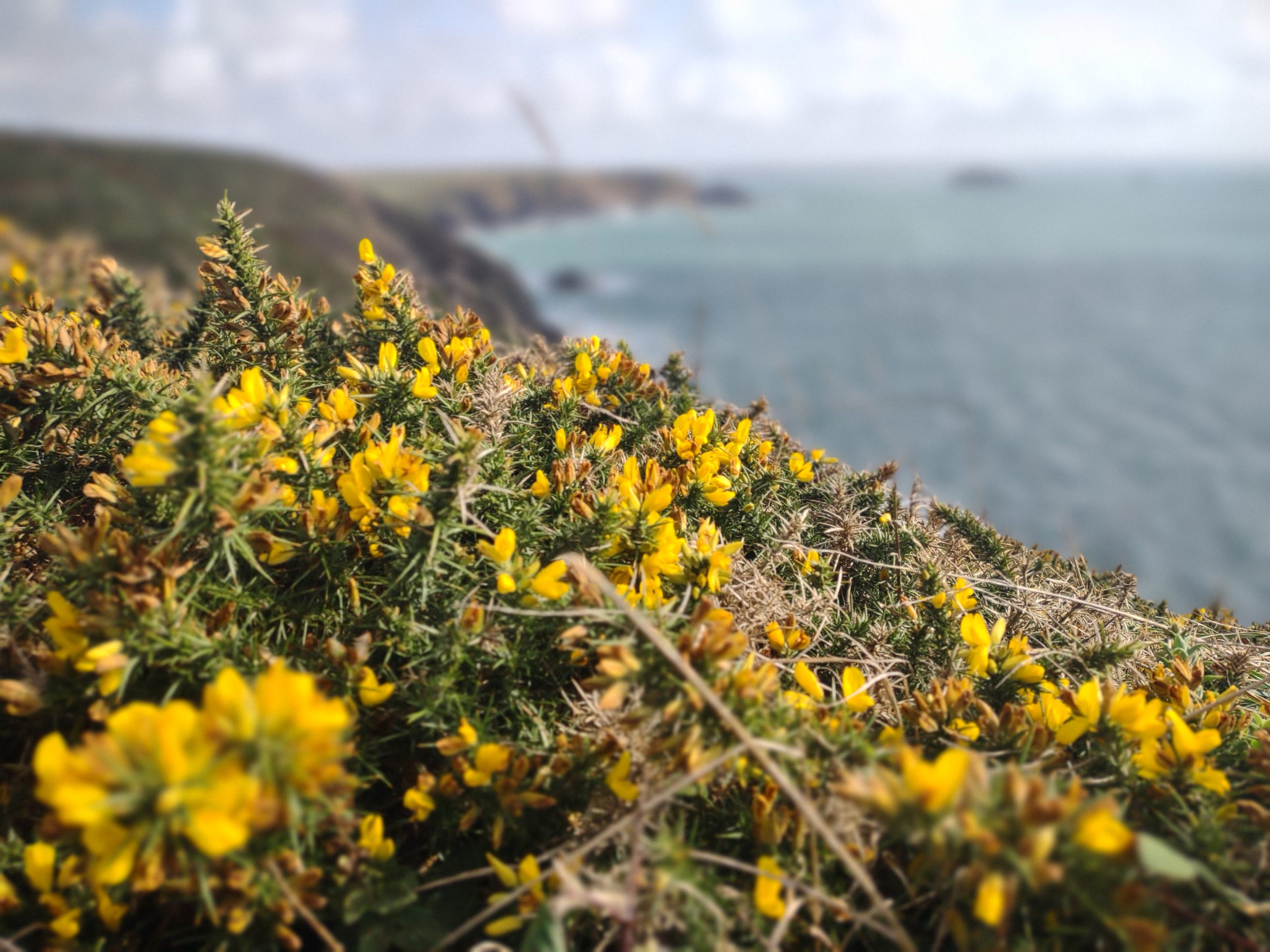 About - Apalachee Chapter of the Florida Trail Association